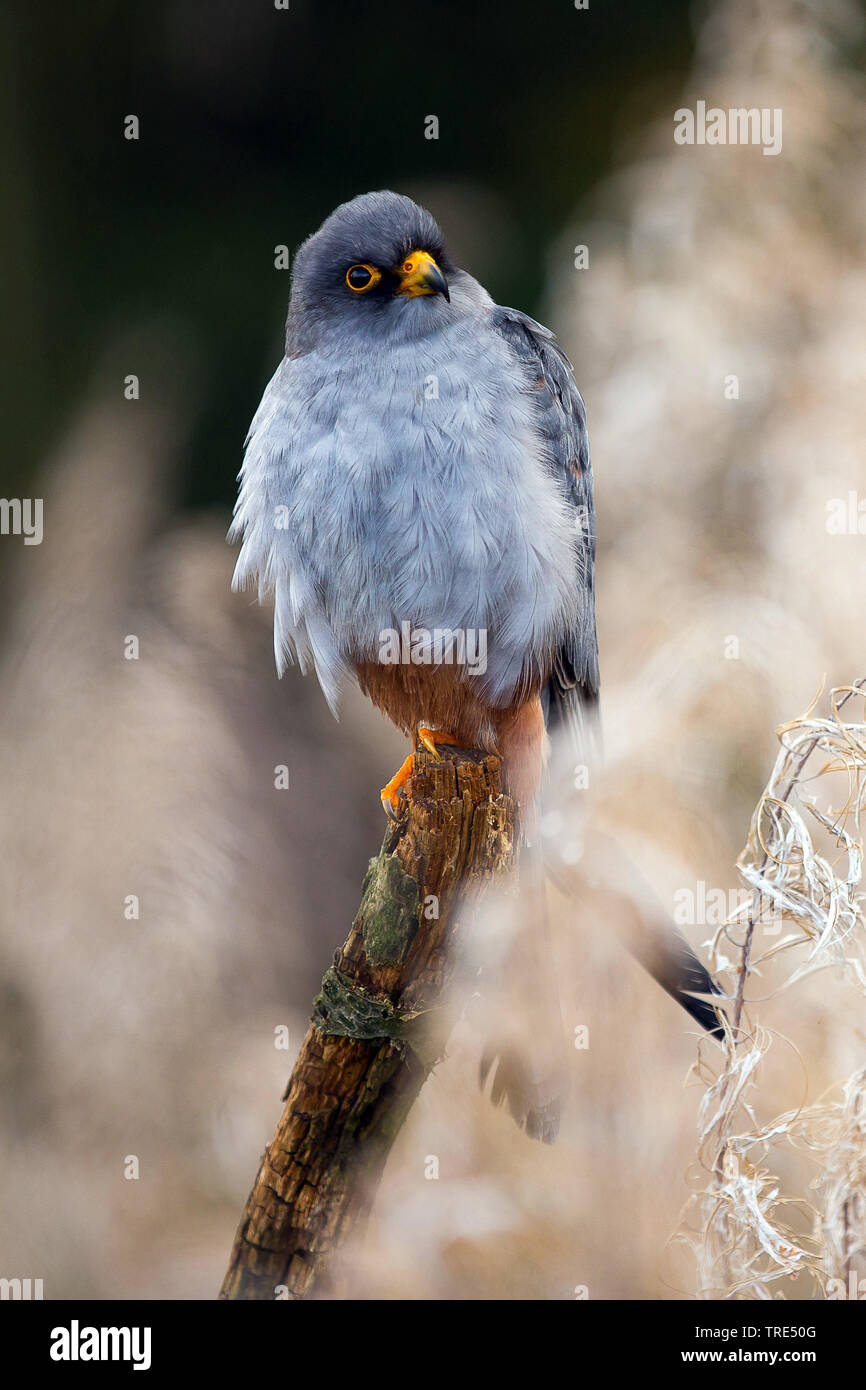 western red-footed falcon (Falco vespertinus), sitting on a post, Czech ...