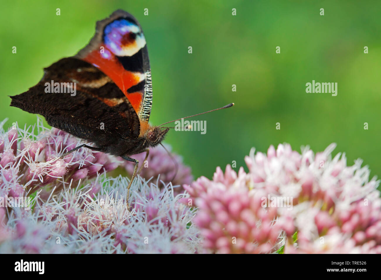 Peacock butterfly, European Peacock (Inachis io, Nymphalis io, Aglais ...