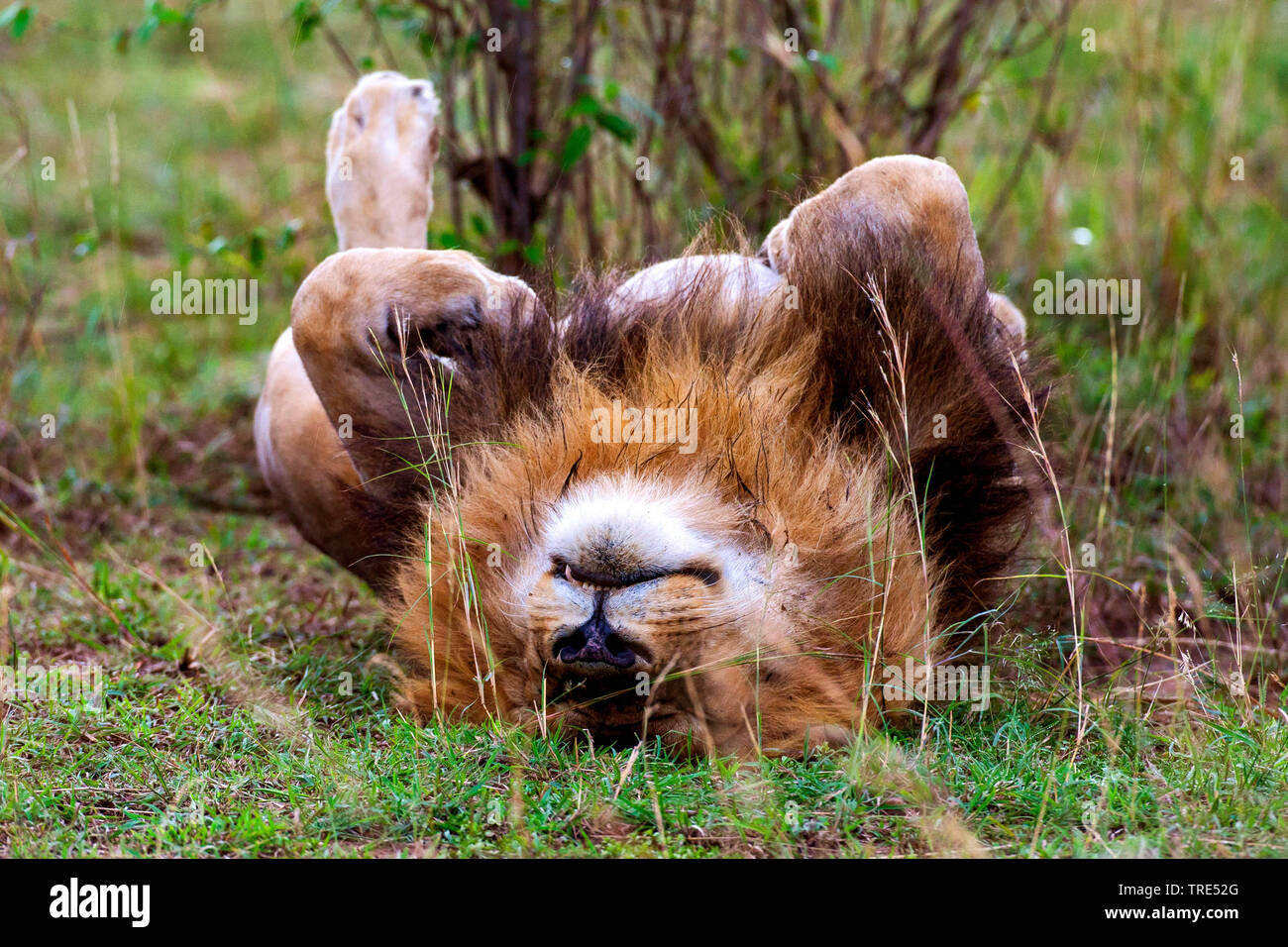 In supine position hi-res stock photography and images - Alamy