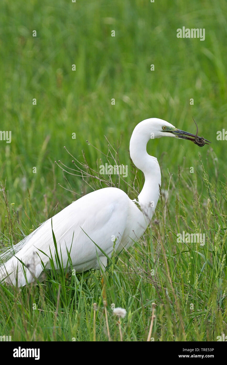 Snake catching bird hi-res stock photography and images - Alamy