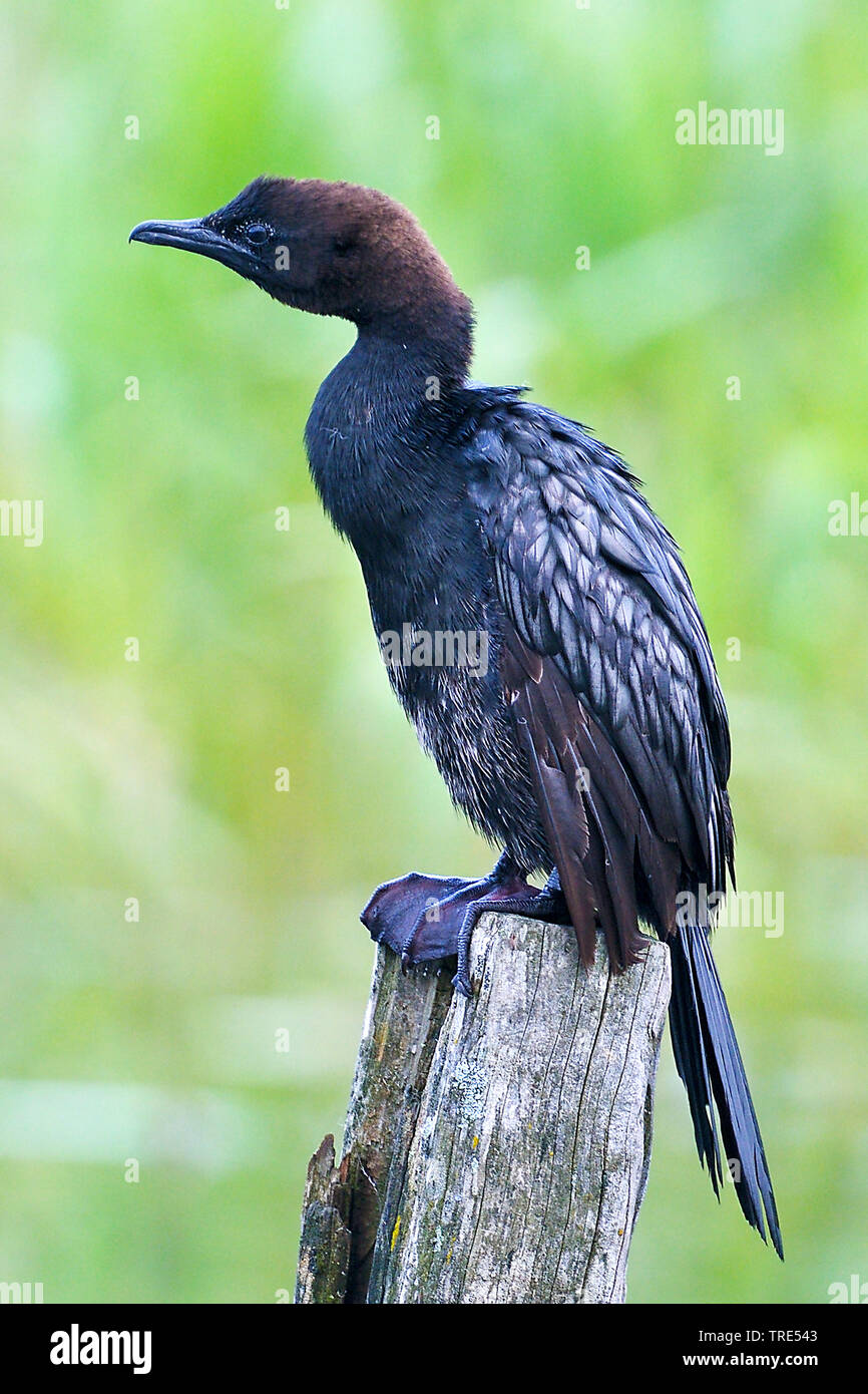 pygmy cormorant (Phalacrocorax pygmeus, Microcarbo pygmaeus), sittin on ...