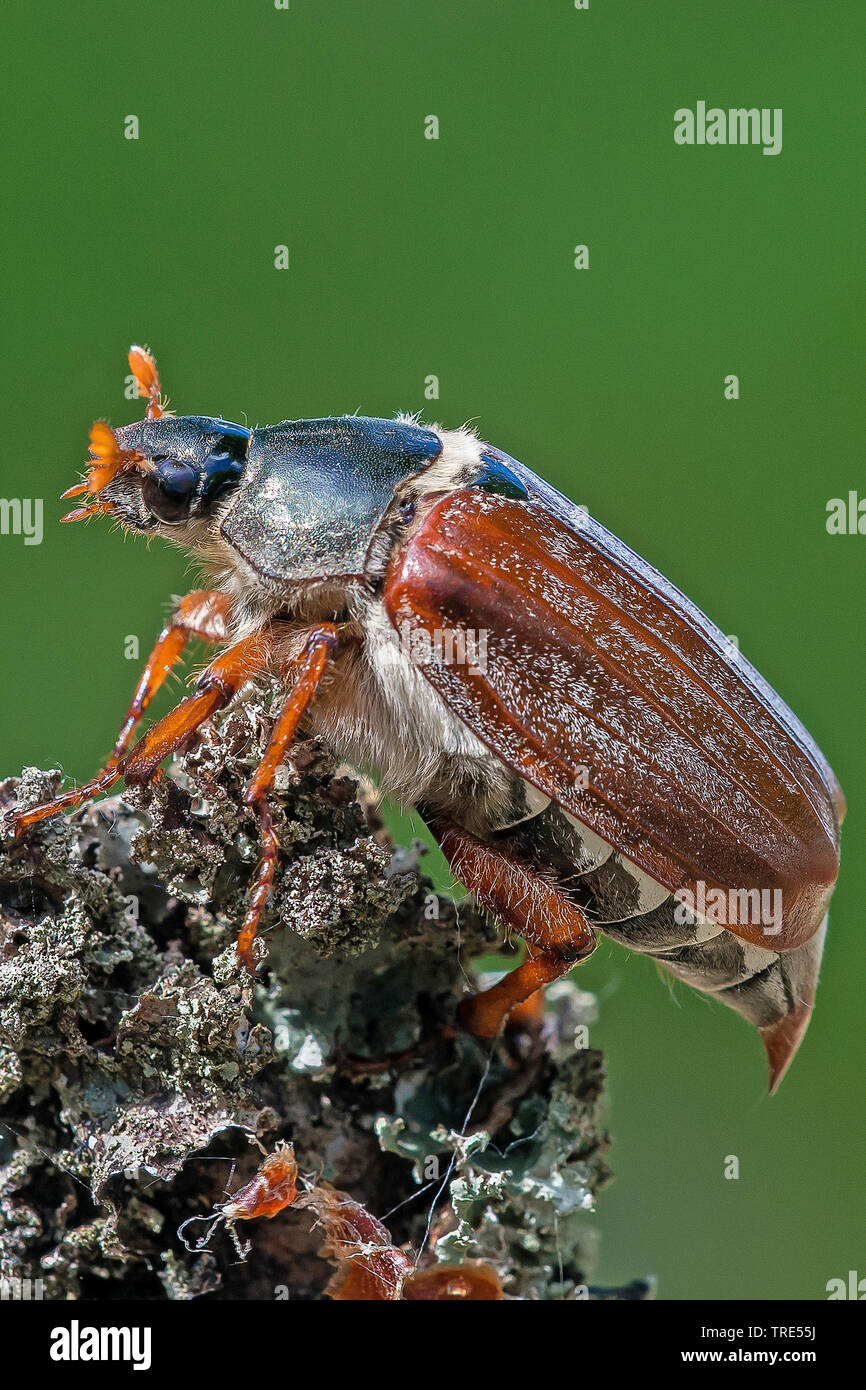 Common cockchafer, Maybug, Maybeetle (Melolontha melolontha), lateral ...