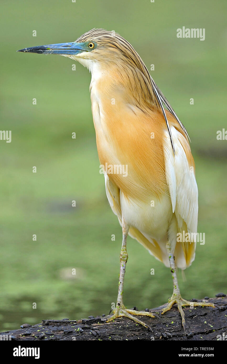Herons florida usa hi-res stock photography and images - Alamy