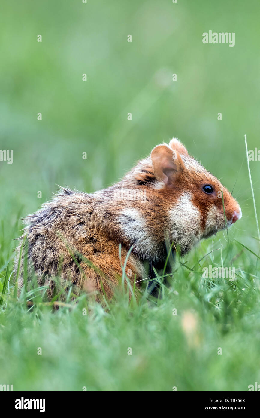 common hamster, black-bellied hamster (Cricetus cricetus), on a meadow ...