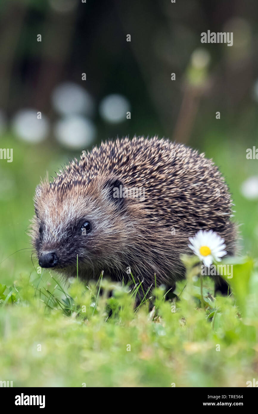 Western hedgehog, European hedgehog (Erinaceus europaeus), walking on a ...