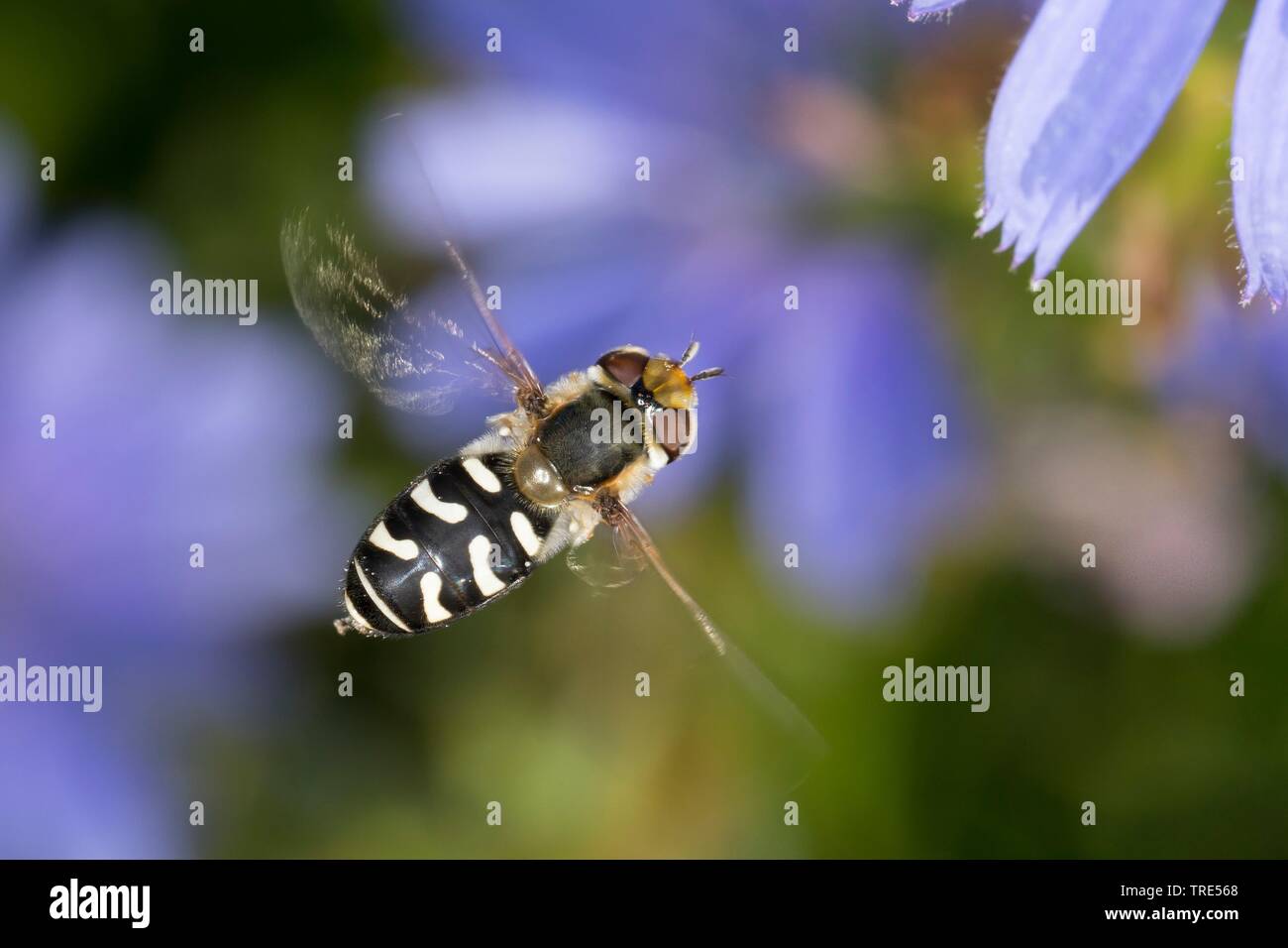 Hoverfly volando hi-res stock photography and images - Alamy