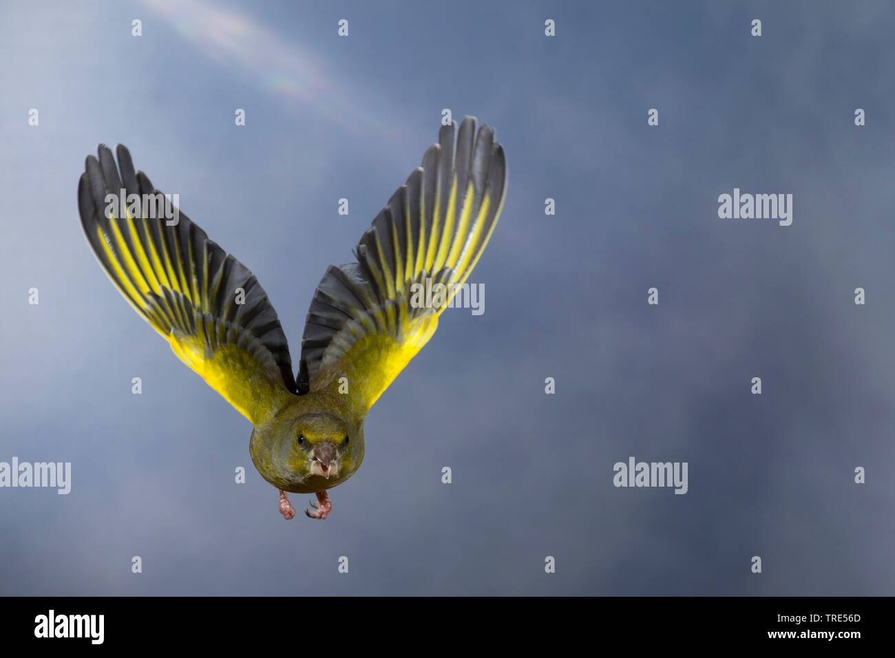 western greenfinch (Carduelis chloris, Chloris chloris), male in flight ...