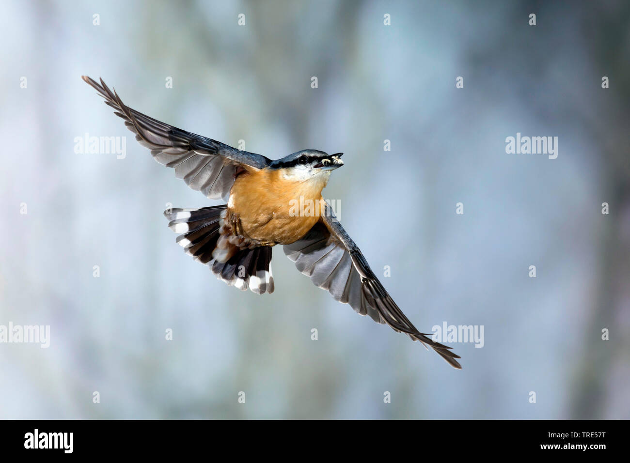 Eurasian nuthatch (Sitta europaea), in flight with kernel in the beak ...