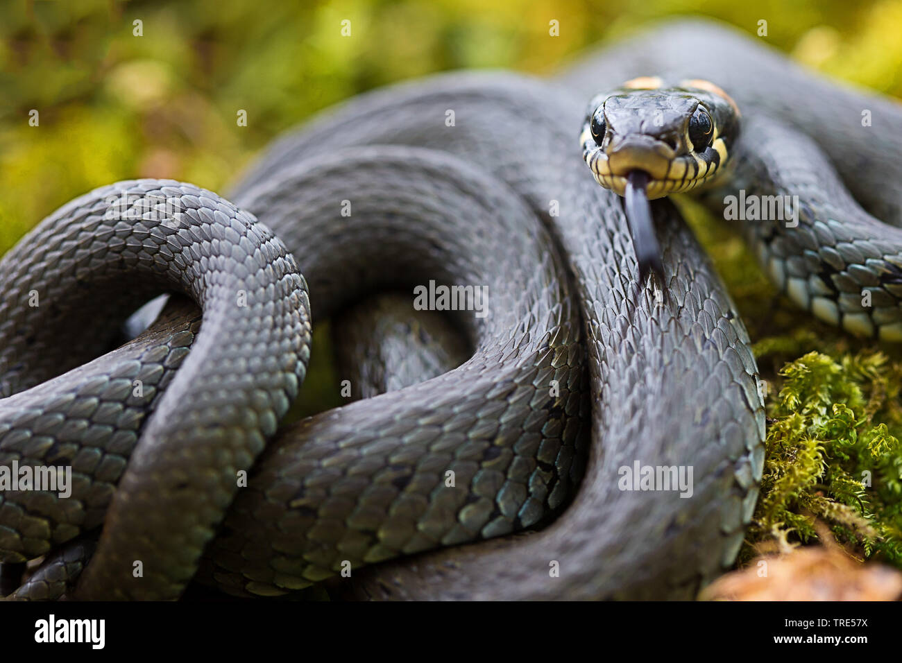 Wassernatter Stock Photos & Wassernatter Stock Images - Alamy