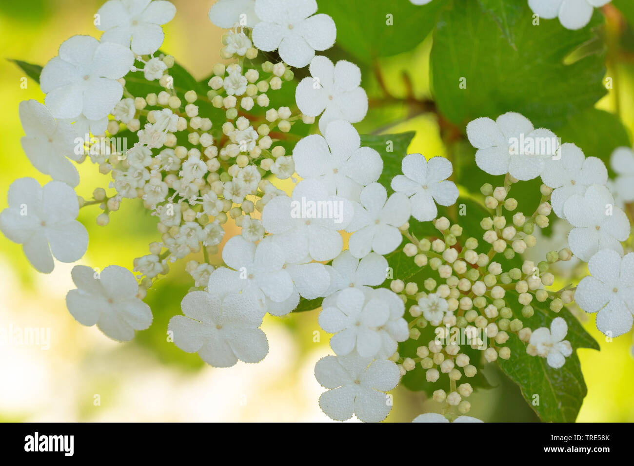 guelder-rose viburnum (Viburnum opulus), blooming, Germany Stock Photo ...