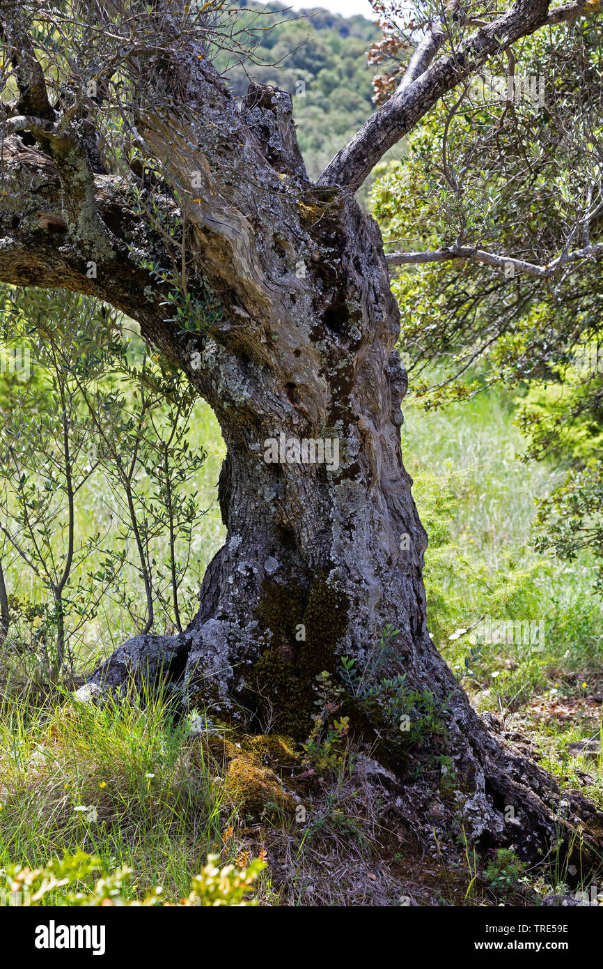 olive tree (Olea europaea ssp. sativa), old trunk, Spain, Aragon ...