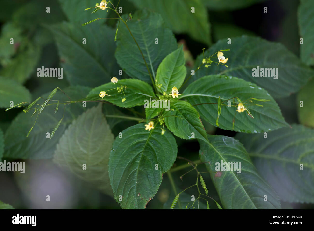 small balsam (Impatiens parviflora), blooming, Germany Stock Photo - Alamy