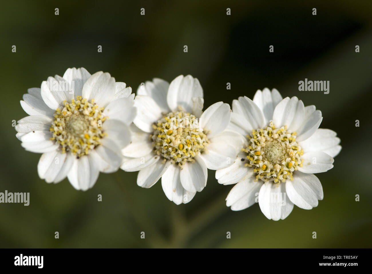 Achillea ptarmica swamp hi-res stock photography and images - Alamy