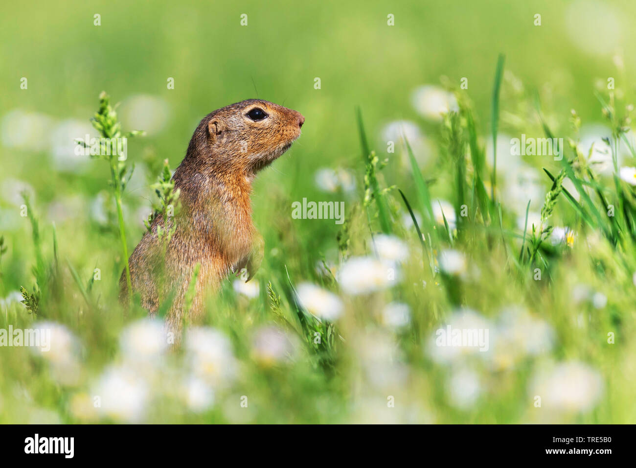 European ground squirrel, European suslik, European souslik (Citellus ...