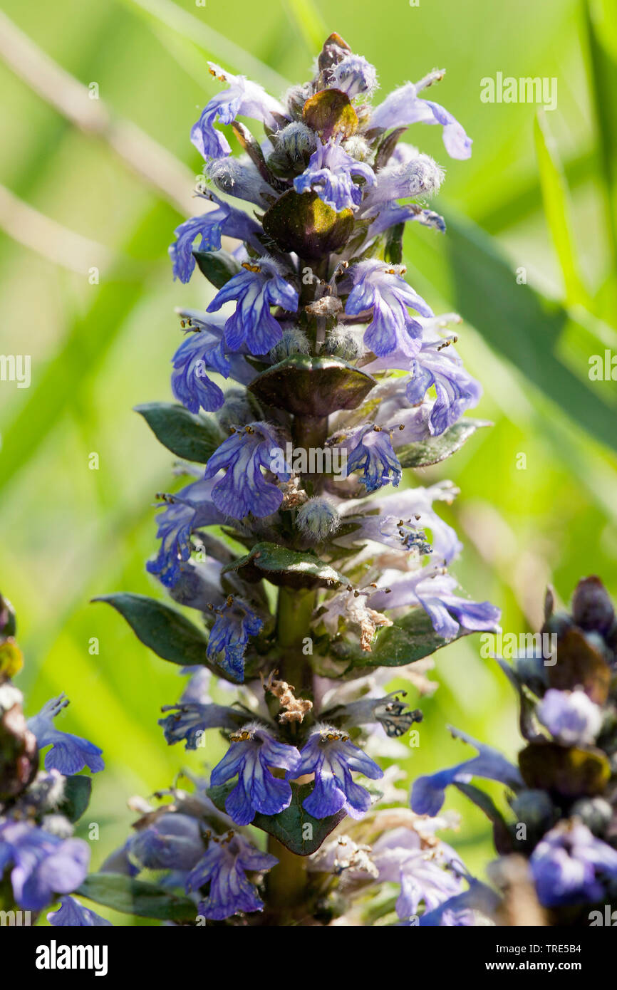 Common bugle, Creeping bugleweed (Ajuga reptans), inflorescence ...