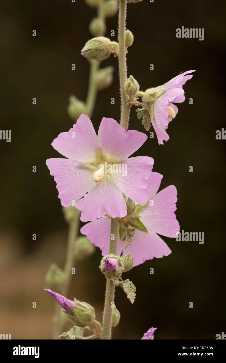 Wilde stokroos, hollyhock (Alcea pallida), flowers, Greece, Lesbos ...