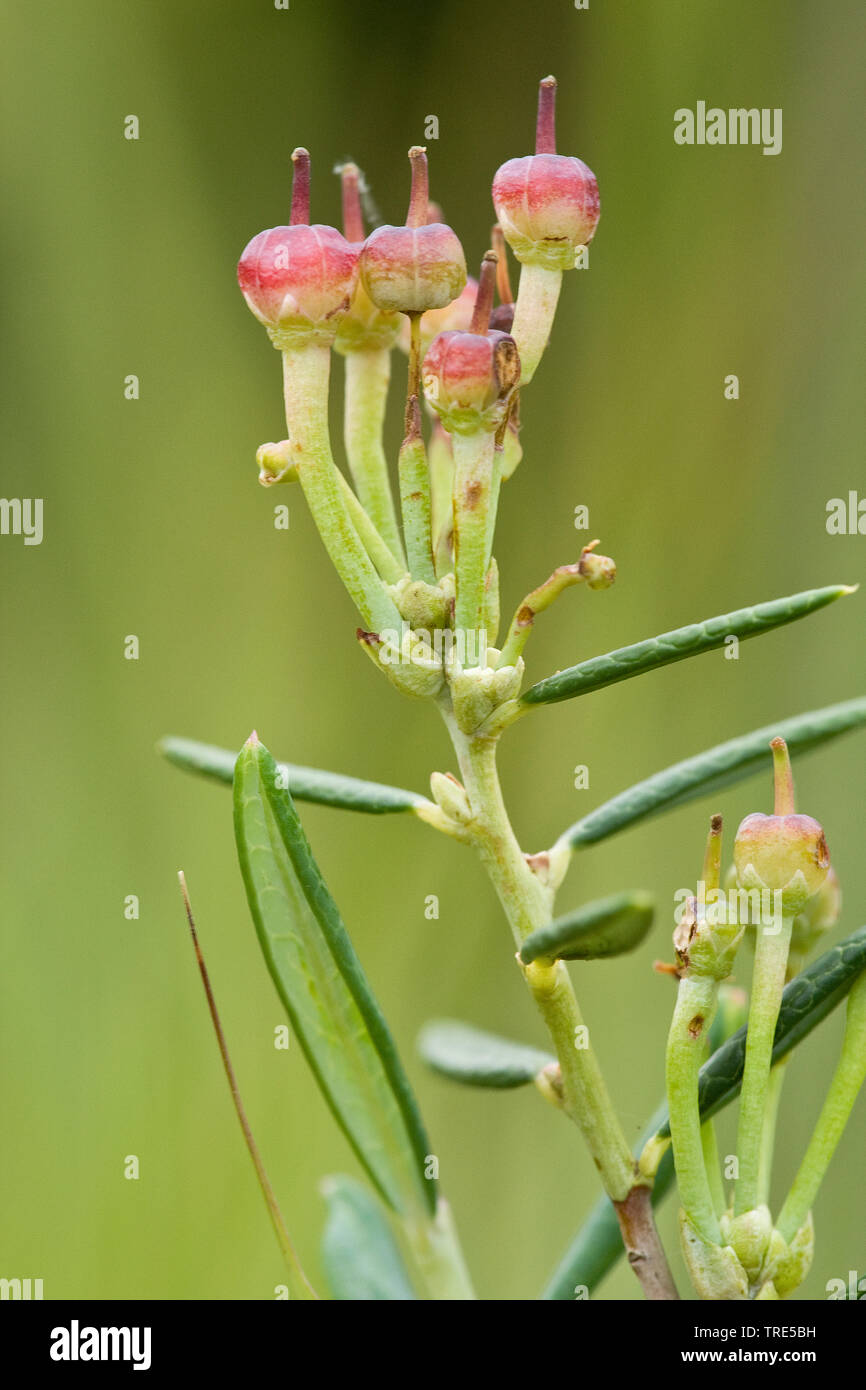bog rosemary (Andromeda polifolia), young fruits, Germany Stock Photo ...
