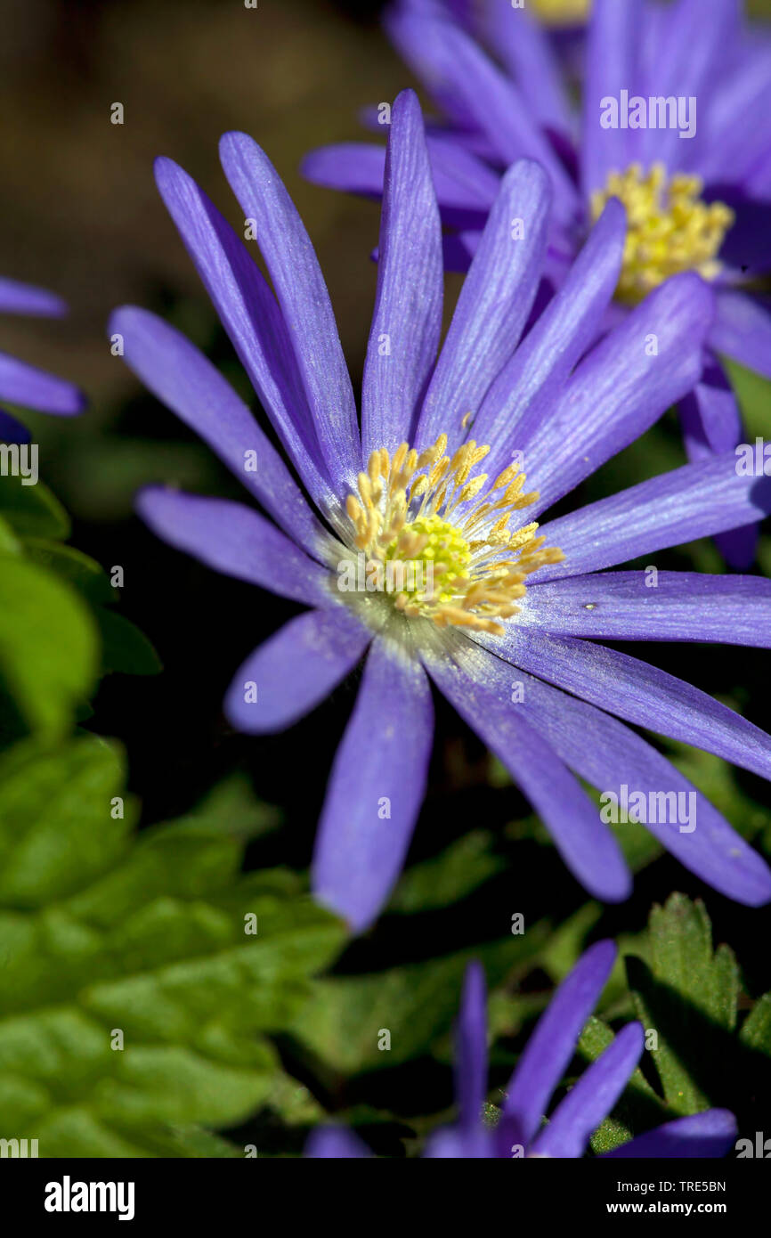 Blue Anemone, Mountain Windflower (Anemone blanda), blooming ...
