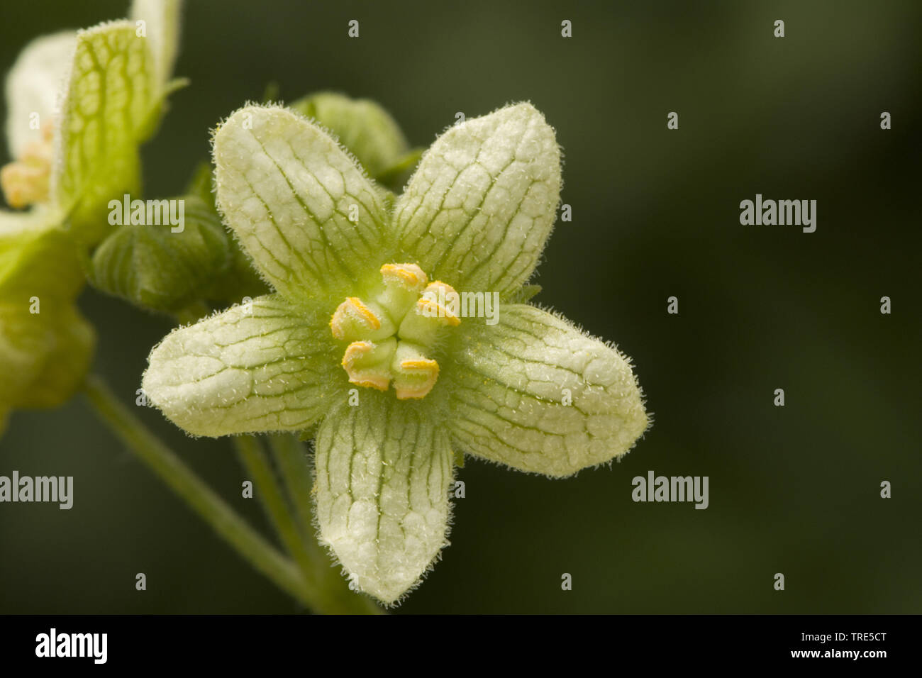 White bryony, Red bryony (Bryonia dioica, Bryonia cretica ssp. dioica ...