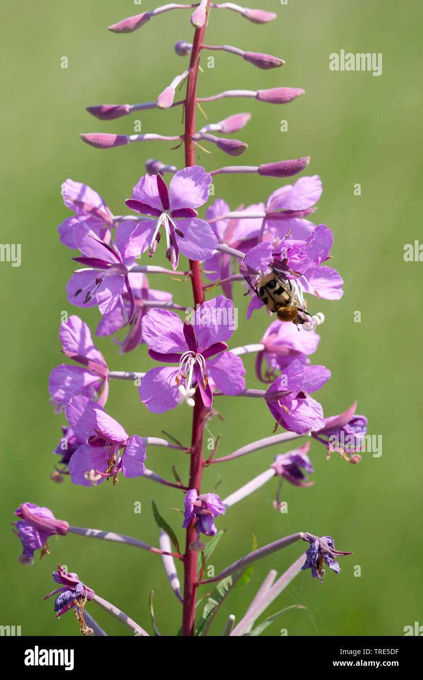 Fireweed, blooming sally, Rosebay willow-herb, Great willow-herb ...