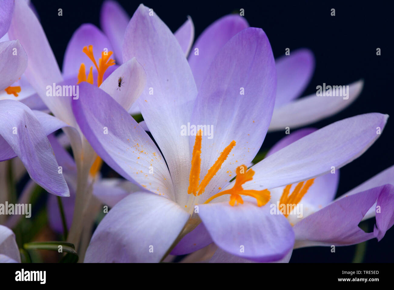 Early Crocus, Woodland crocus, Tomasini's crocus (Crocus tommasinianus ...