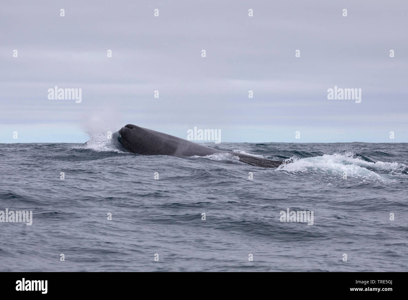 sperm whale, great sperm whale, spermacet whale, cachalot (Physeter ...