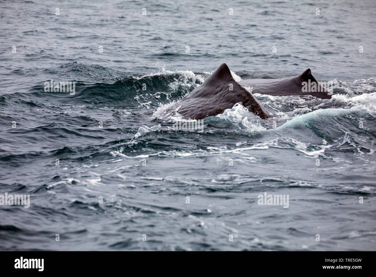 Cachalot physeter macrocephalus hi-res stock photography and images - Alamy