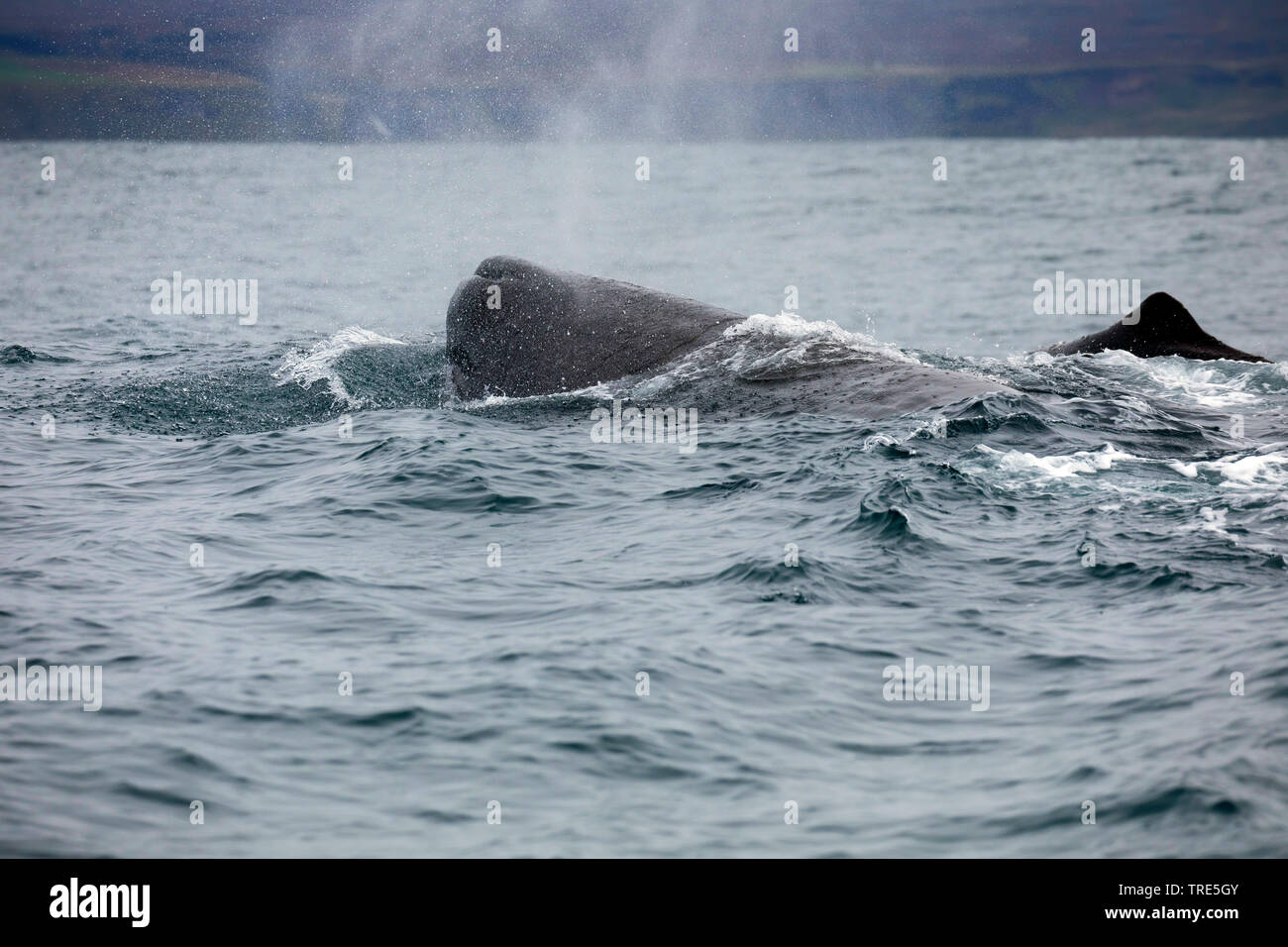 sperm whale, great sperm whale, spermacet whale, cachalot (Physeter ...