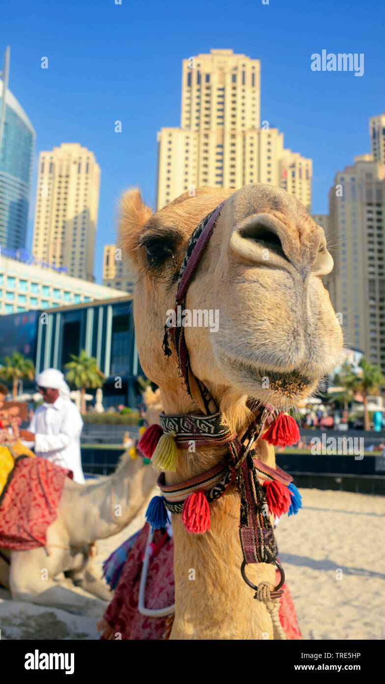 camel in front of the skyscrapers of the city of Dubai, United Arab ...