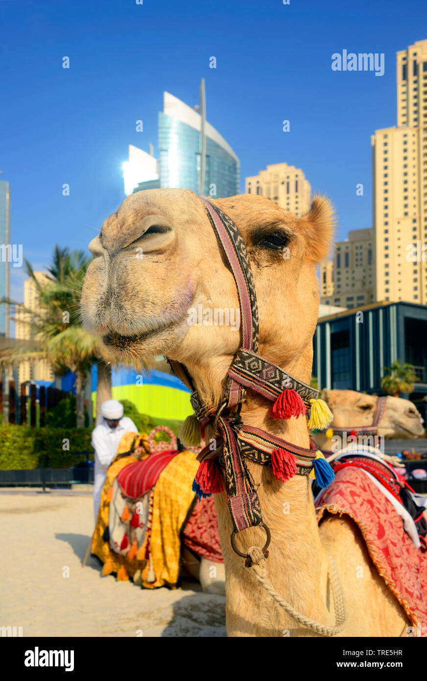 camel in front of the skyscrapers of the city of Dubai, United Arab ...