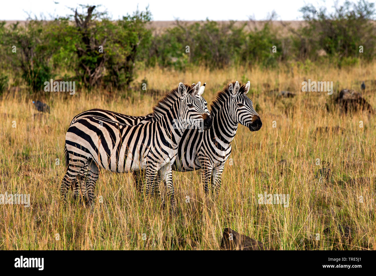mountain zebra (Equus zebra), three zebras in savanna, Kenya, Masai ...