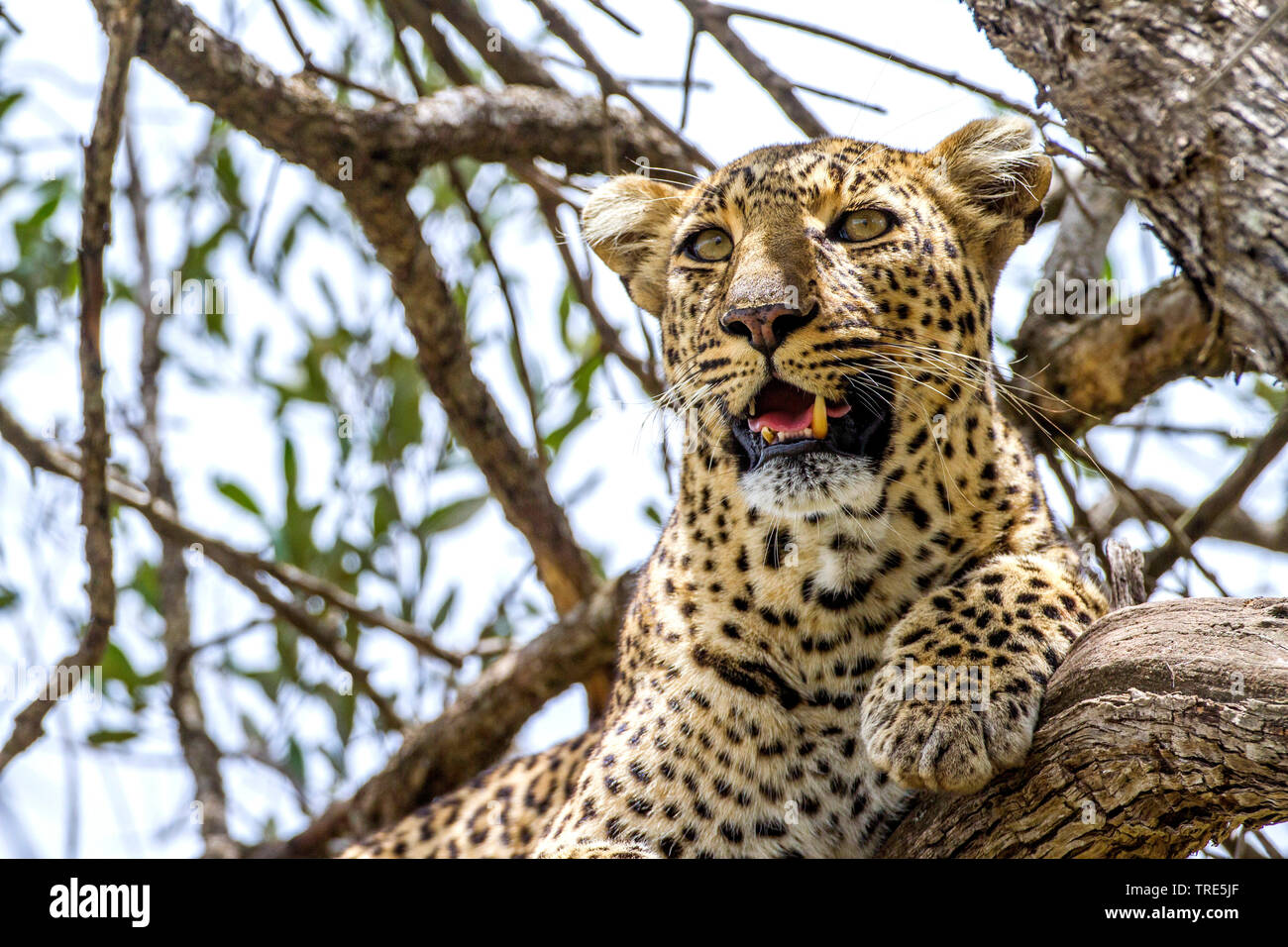 Leopard sitting on tree hi-res stock photography and images - Alamy