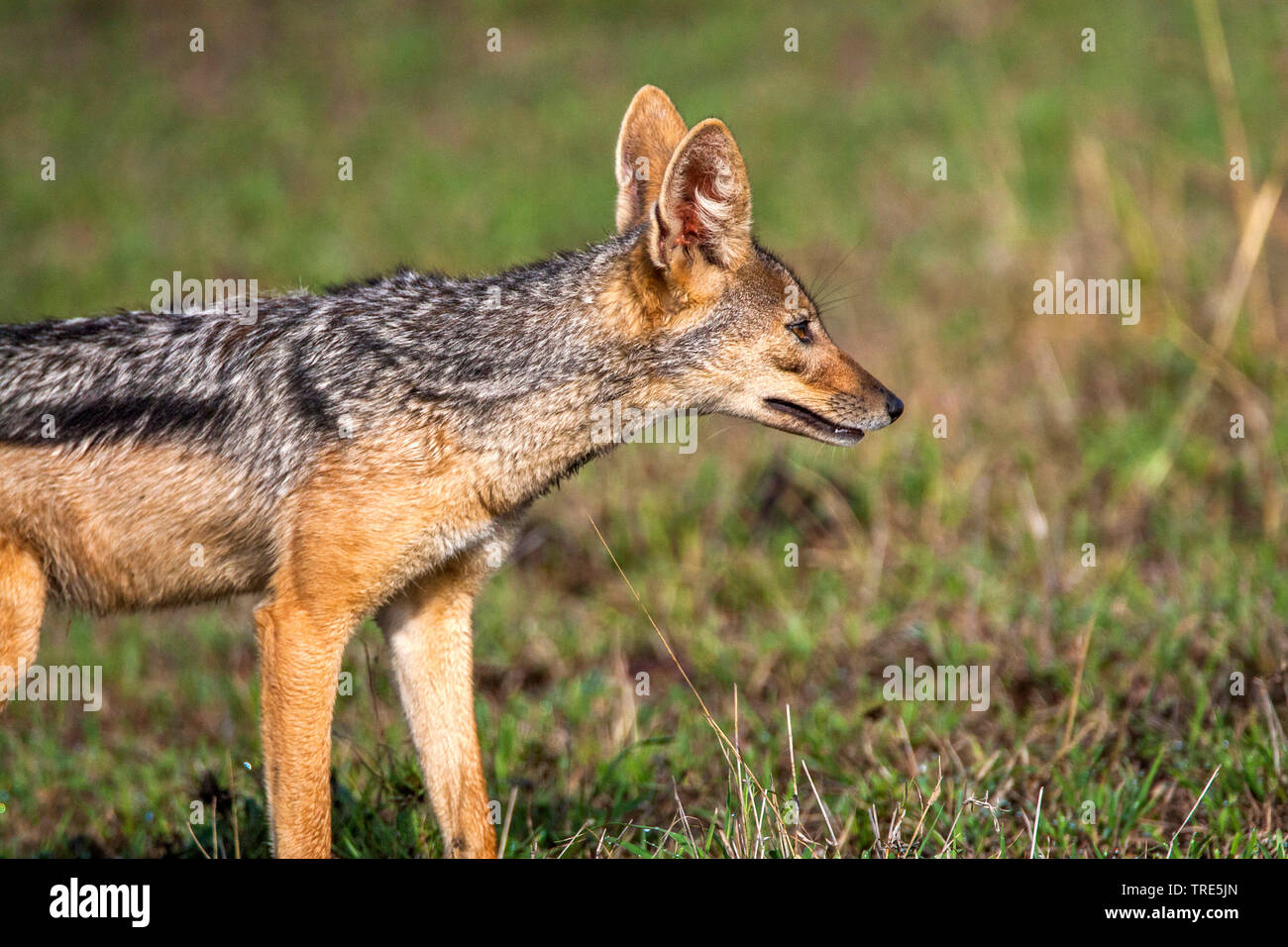 side-striped jackal (Canis adustus), in savanna, Kenya, Masai Mara ...