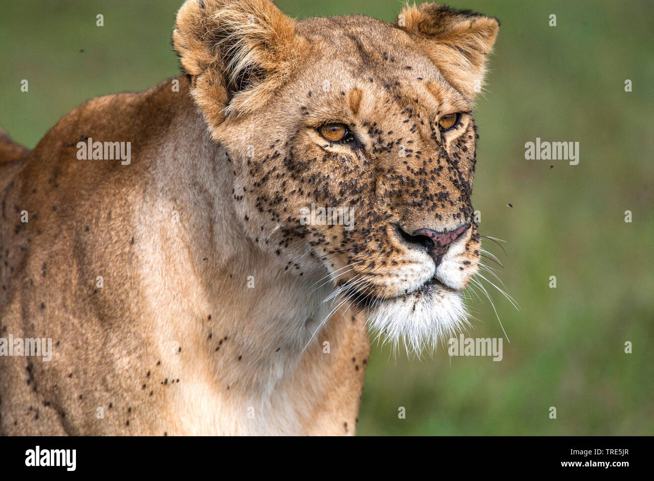 African flies on lion hi-res stock photography and images - Alamy