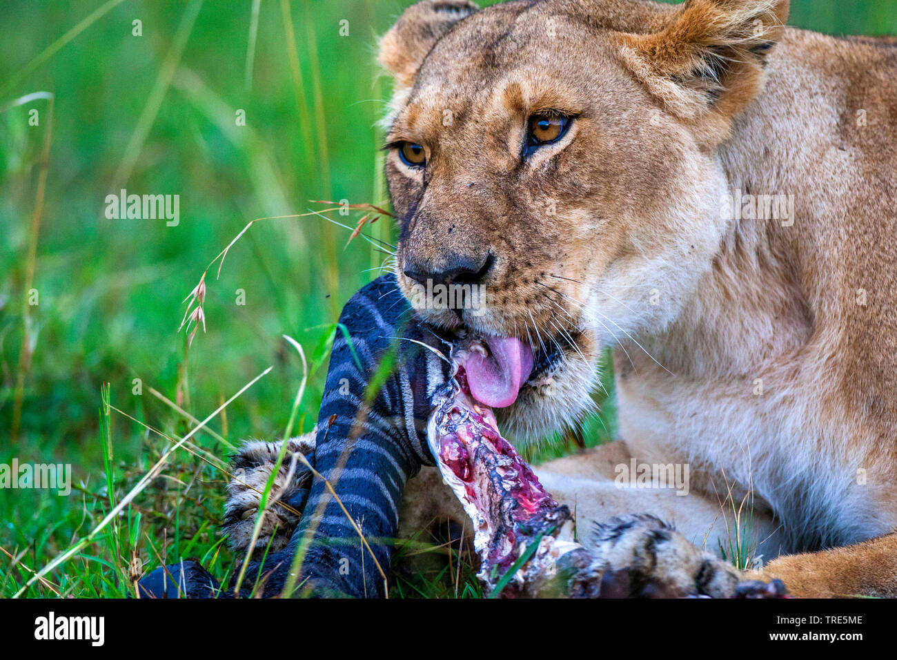 Dead lion hi-res stock photography and images - Alamy