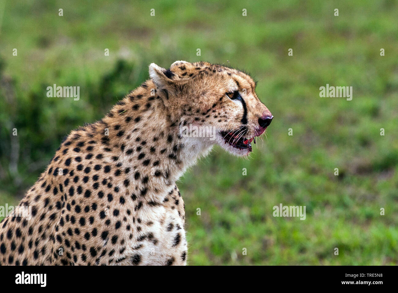 cheetah (Acinonyx jubatus), portrait, side view, Kenya, Masai Mara ...