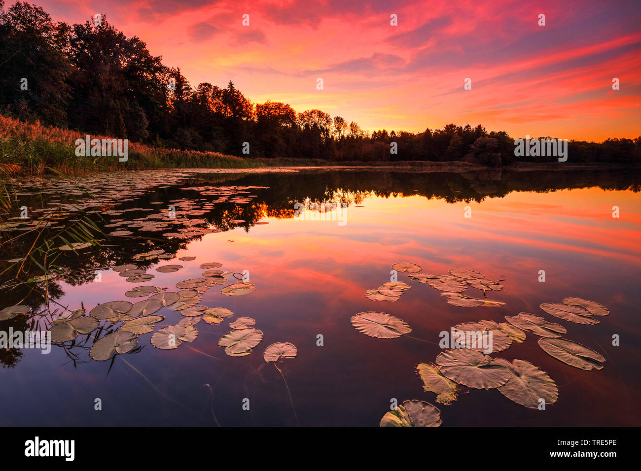 lake Burgaeschisee in red evening light, Switzerland, Solothurn Stock ...