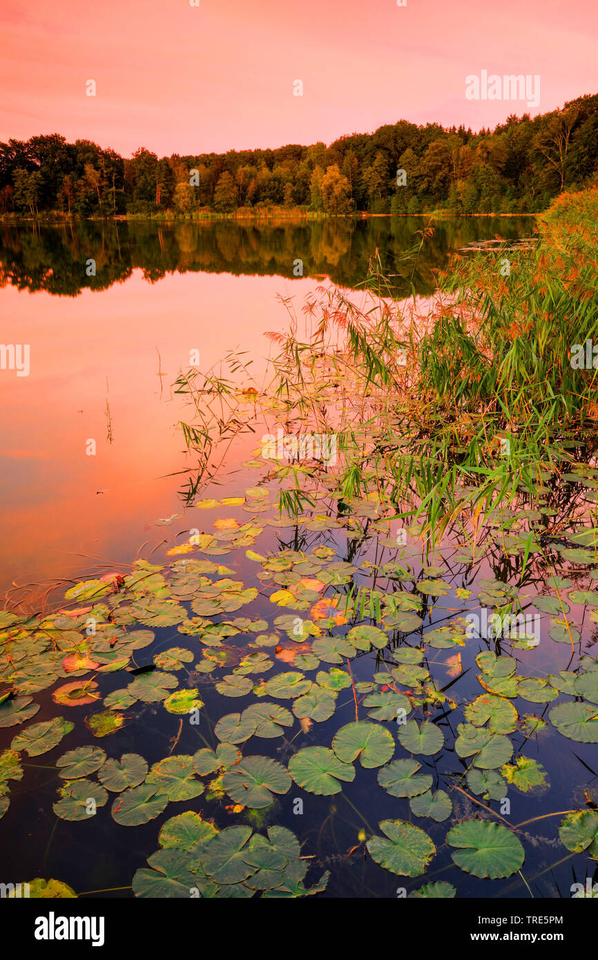 lake Burgaeschisee in red evening light, Switzerland, Solothurn Stock ...