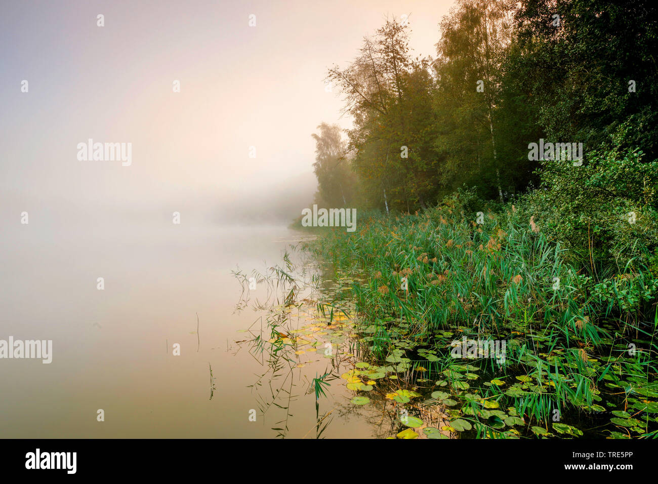 lake Burgaeschisee in morning mist, Switzerland, Solothurn Stock Photo ...