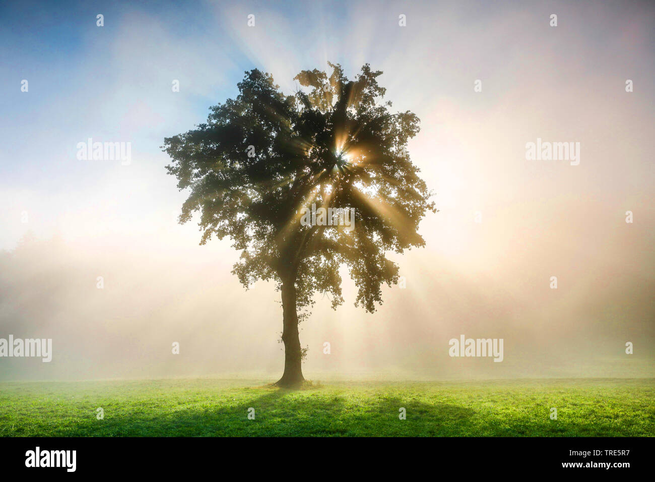 Misty morning sunrays in hi-res stock photography and images - Alamy