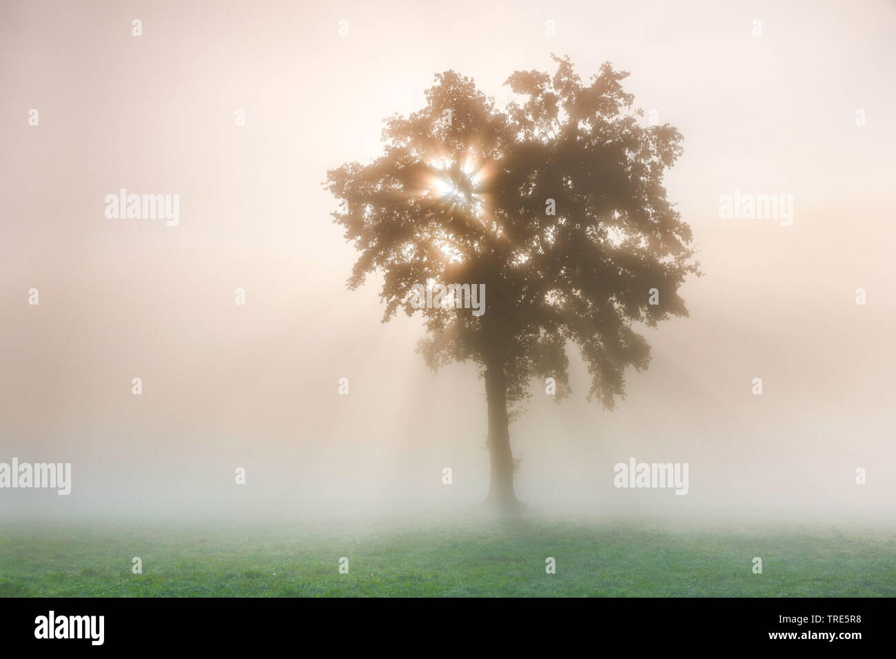 Mist in morning light hi-res stock photography and images - Alamy