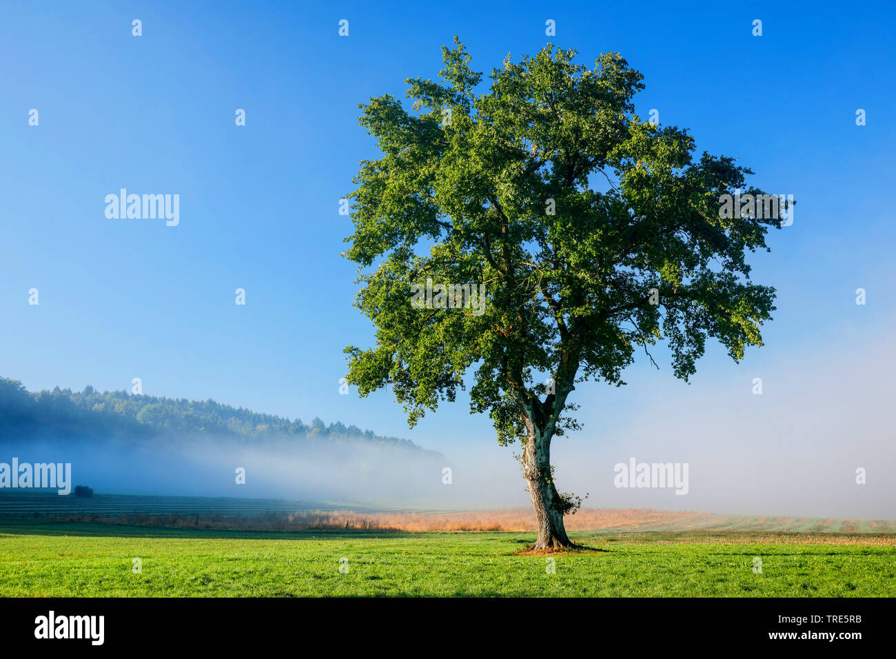 Backlit oak tree in morning mist hi-res stock photography and images ...