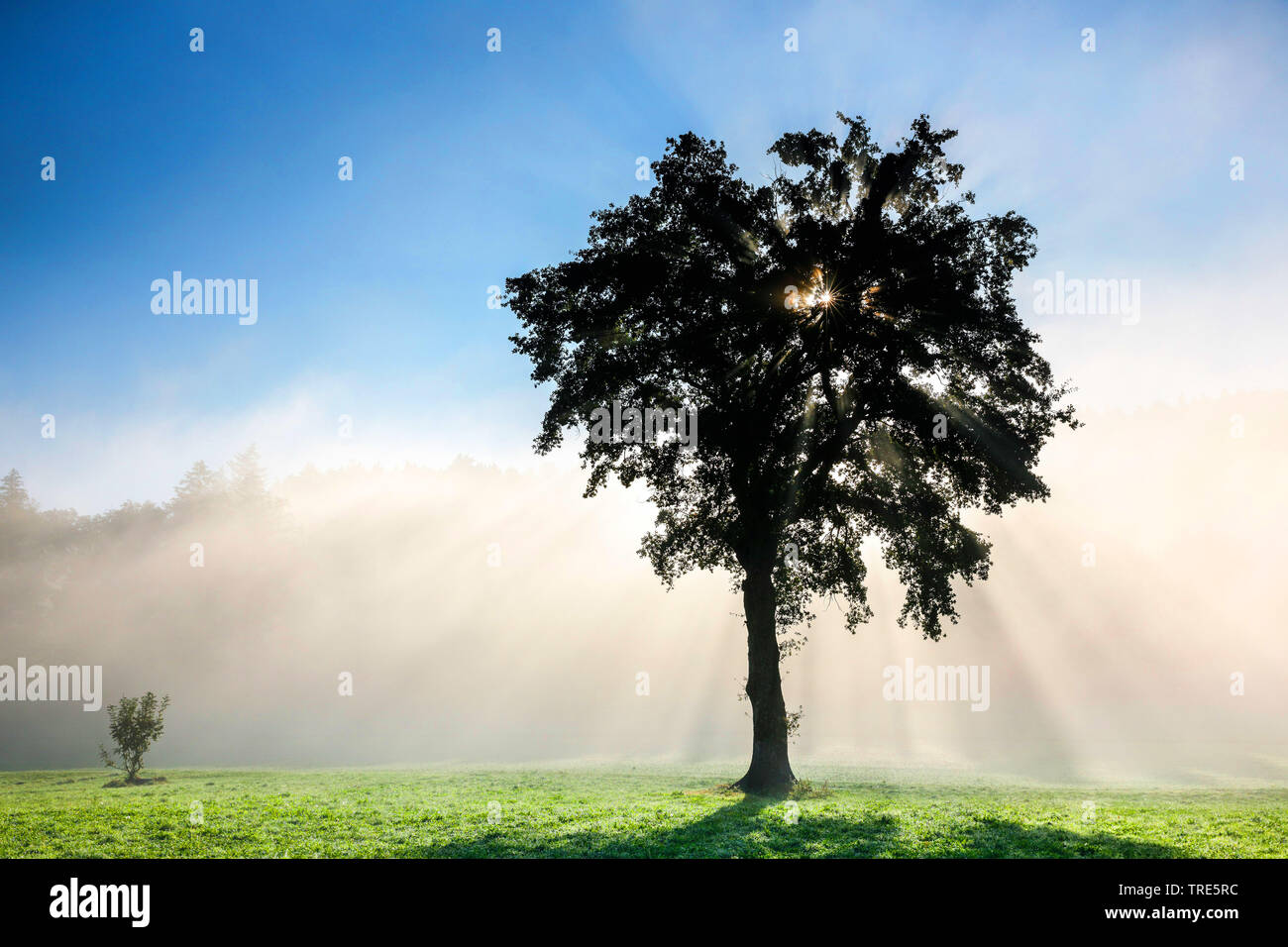 Misty morning sunrays in hi-res stock photography and images - Alamy
