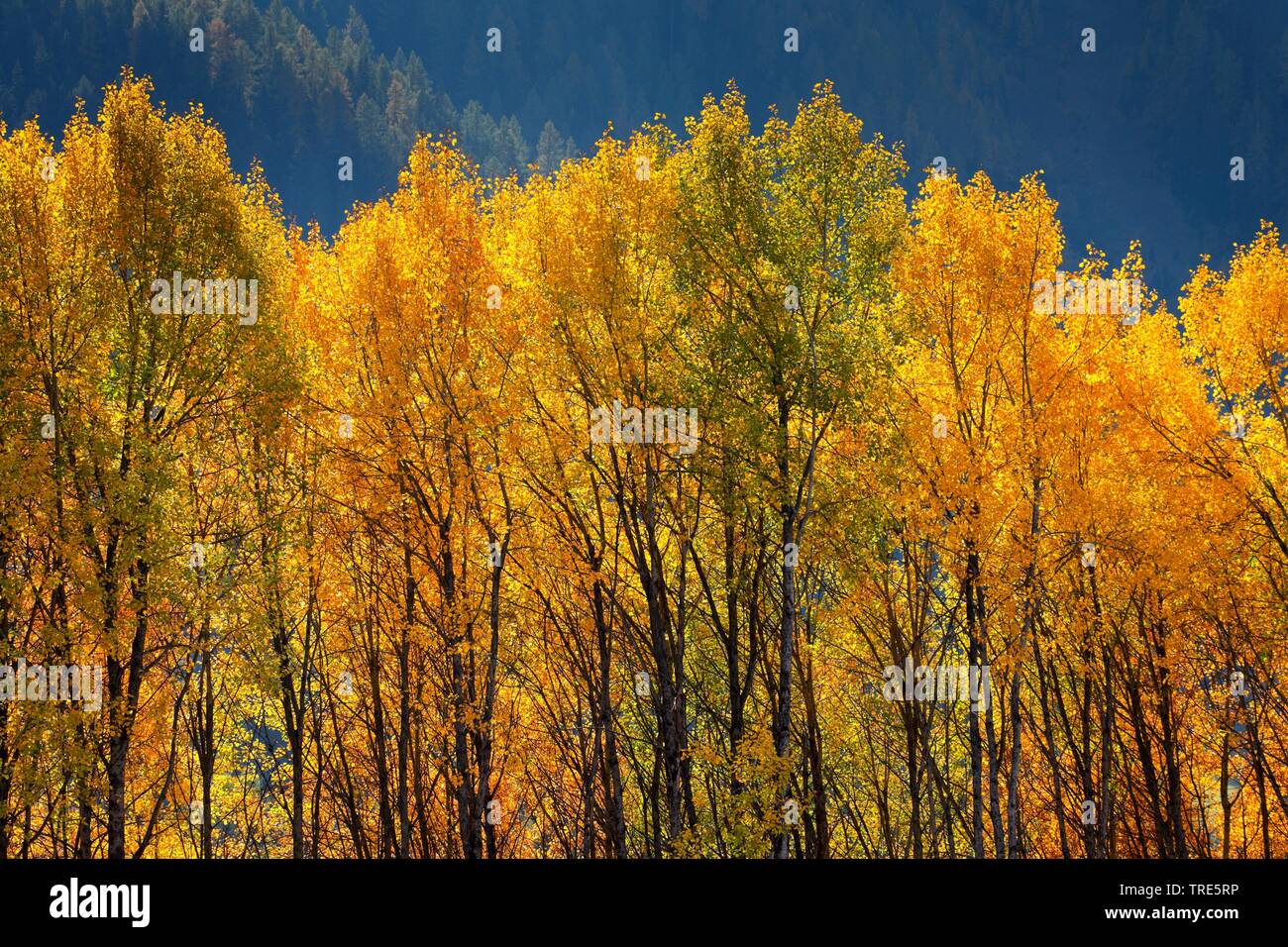 European aspen (Populus tremula), aspen wood in autumn, Switzerland ...