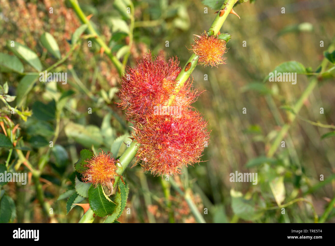 mossy rose gall wasp, bedeguar gall wasp (Diplolepis rosae), gall at a ...