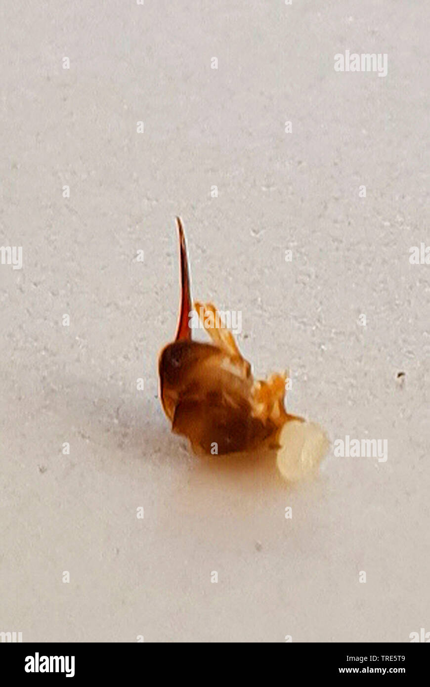 honey bee, hive bee (Apis mellifera mellifera), torn off sting ob a ...
