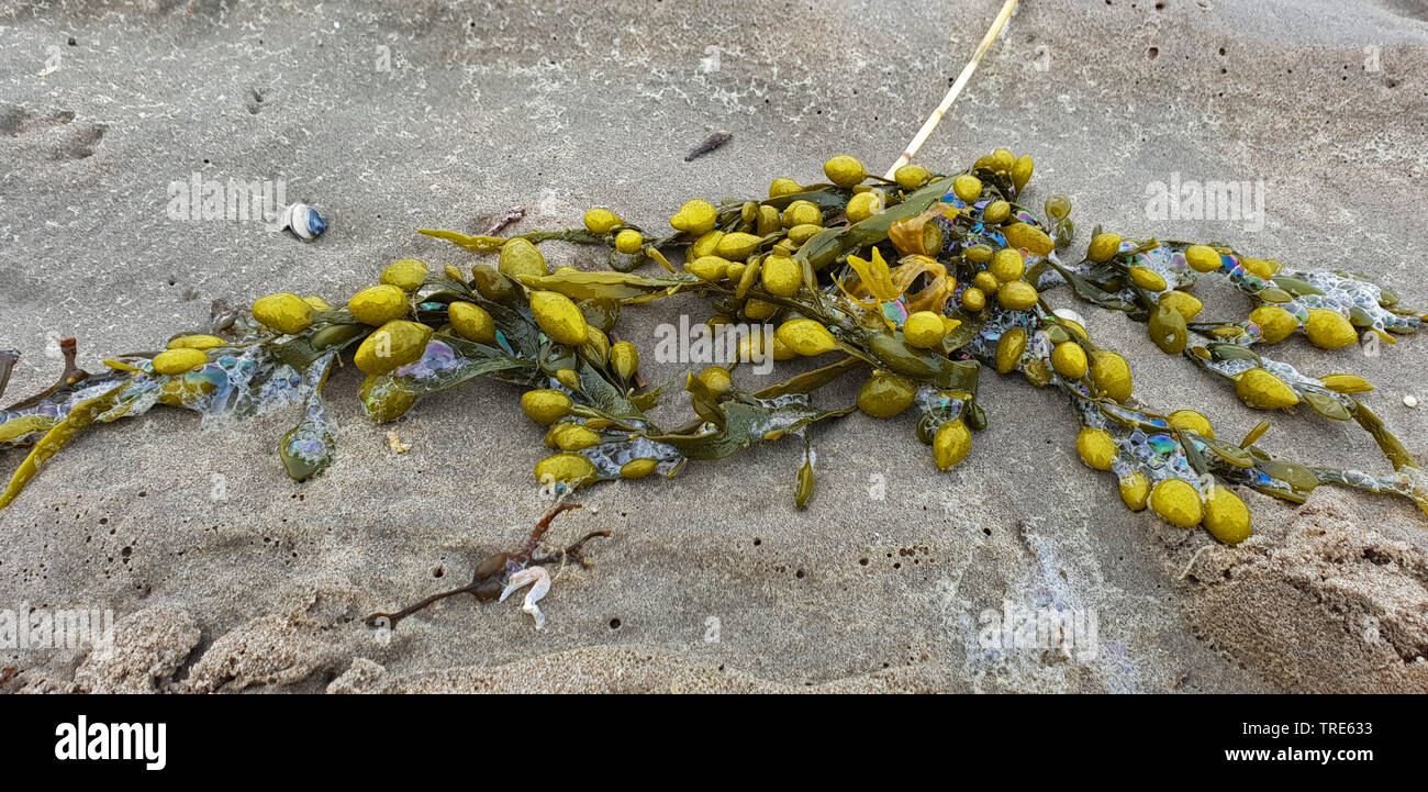 Bladderwrack fucus vesiculosus seaweed on hi-res stock photography and ...