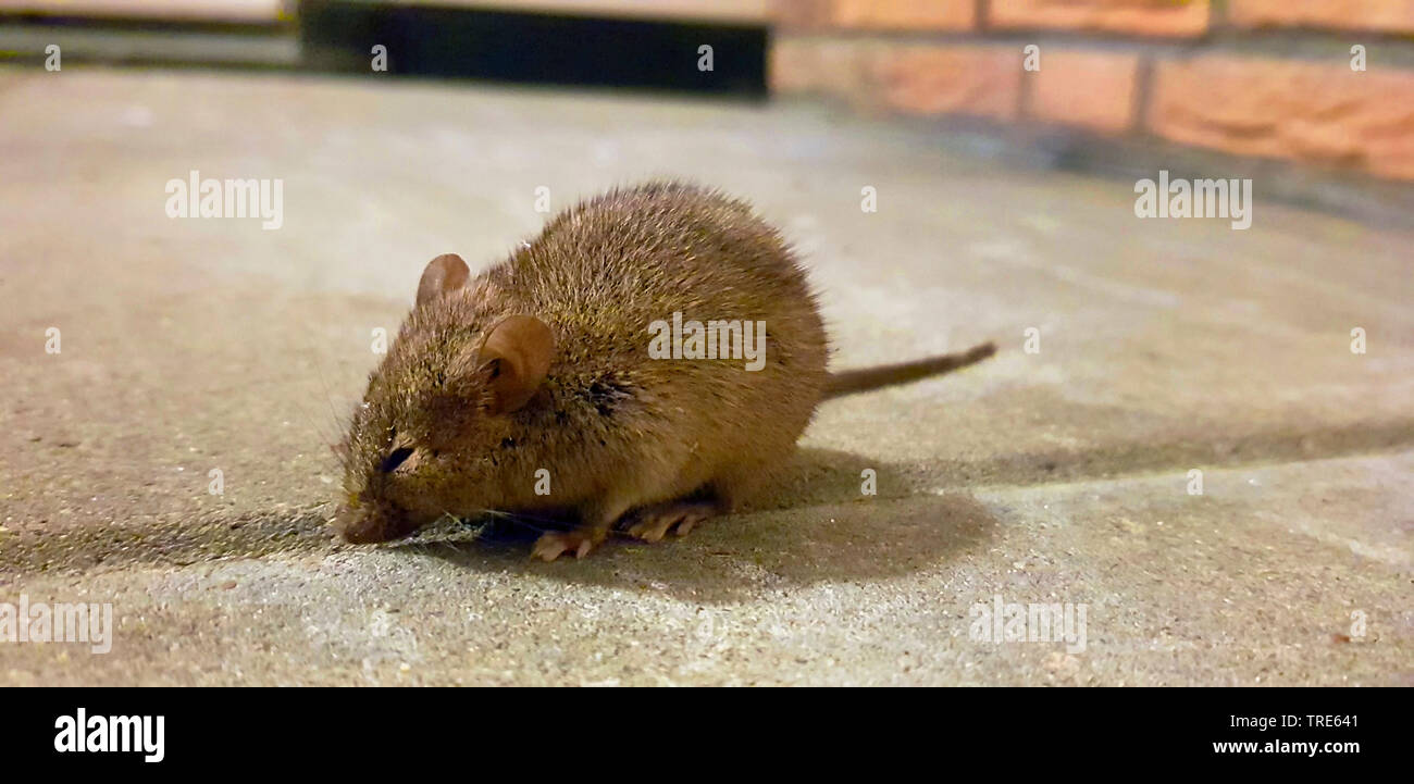 house mouse (Mus musculus), on a pavement, Germany Stock Photo - Alamy