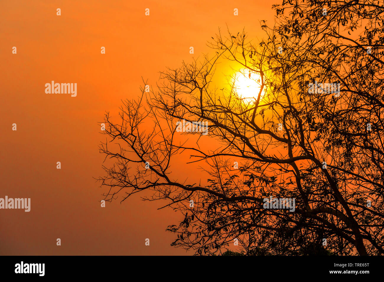 sunset with dead tree, silhouette shot Stock Photo - Alamy