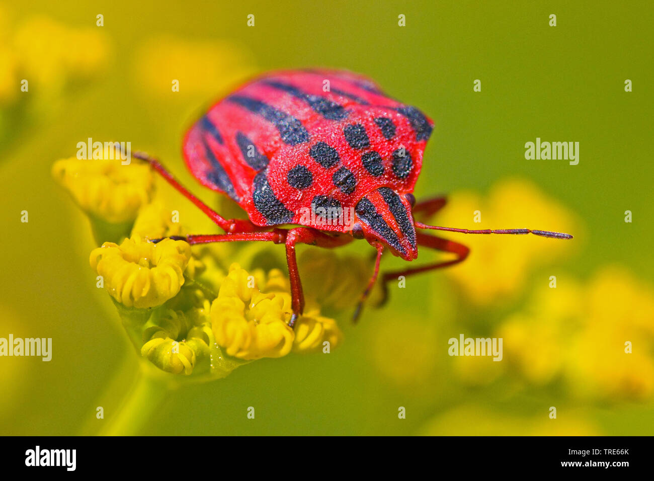 bug (Graphosoma semipunctatum), on yellow inflorescence, Turkey Stock ...